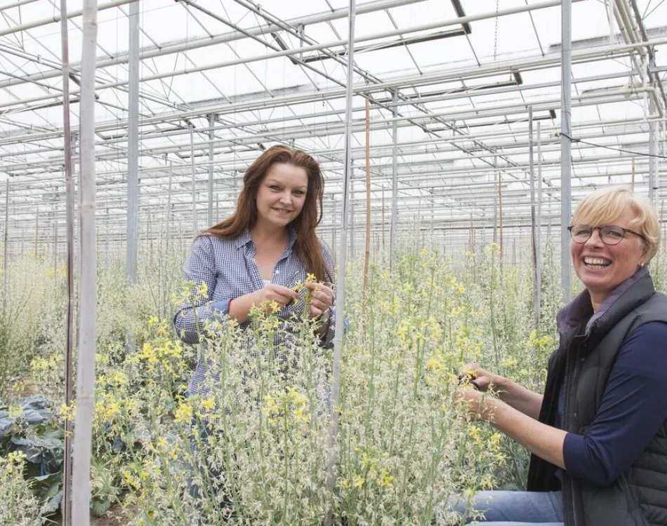 The history of Rijk Zwaan | Rijk Zwaan Africa