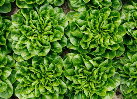 Lettuce Highlights | Rijk Zwaan Australia