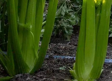 Bringing new celery varieties to your door from EGVID 2020 | Rijk Zwaan AU