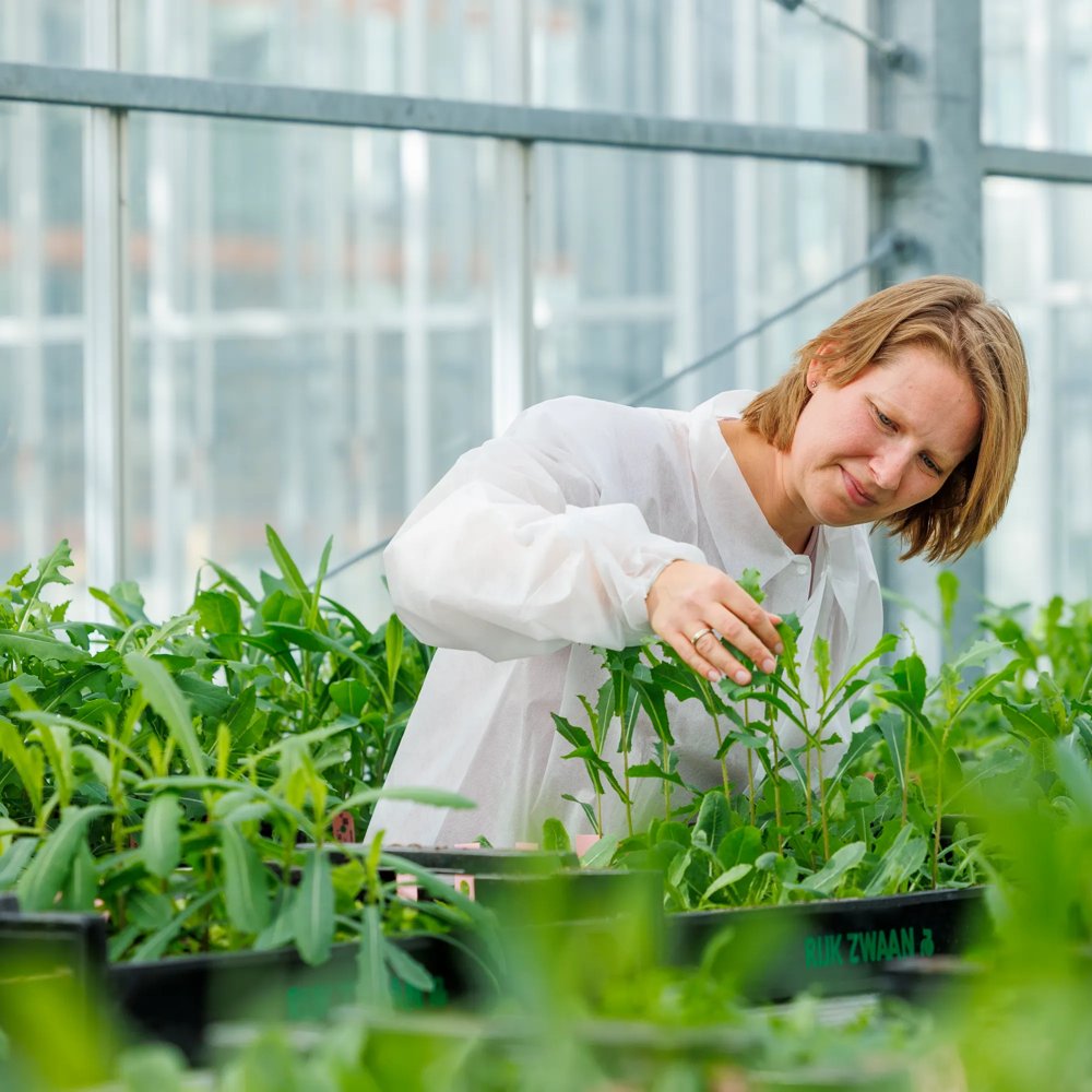New resistance breakthrough against adaptable lettuce aphid