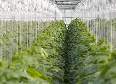 High-wire cucumber production | Rijk Zwaan