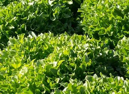 Crispy, coral, oak and butter lettuce varieties | Rijk Zwaan Australia