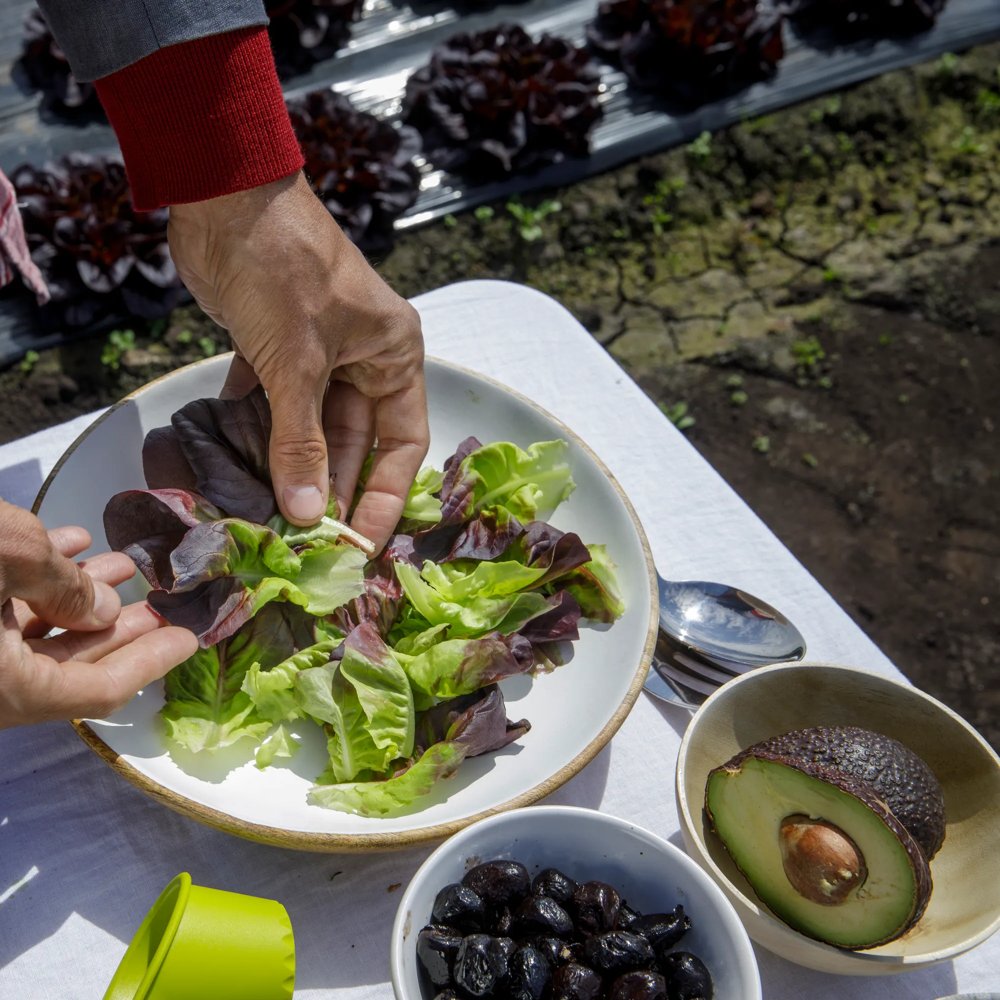 Great tasting, easy processing lettuce - with Rijk Zwaan's Salanova