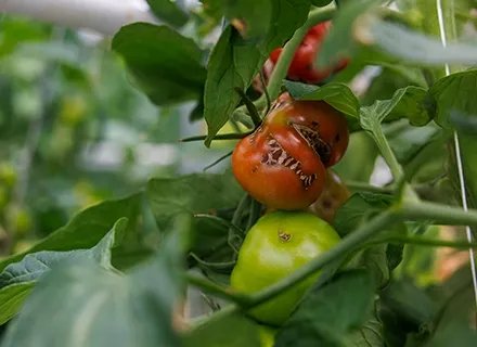 ToBRFV-resistente tomatenrassen van Rijk Zwaan maken verwachtingen waar ...