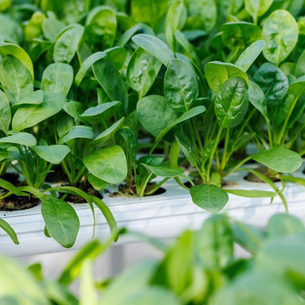 From trial field to trusted variety; the Rijk Zwaan spinach journey ...