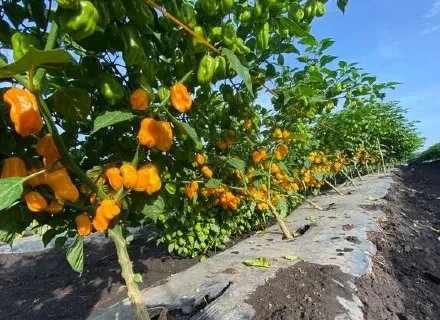 Succès avec Loleza RZ F1 | Rijk Zwaan Afrique