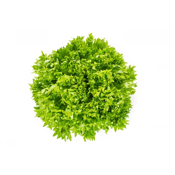 Salanova® EXANIMO RZ (79-IN1600) Knox™ - Lettuce | Rijk Zwaan
