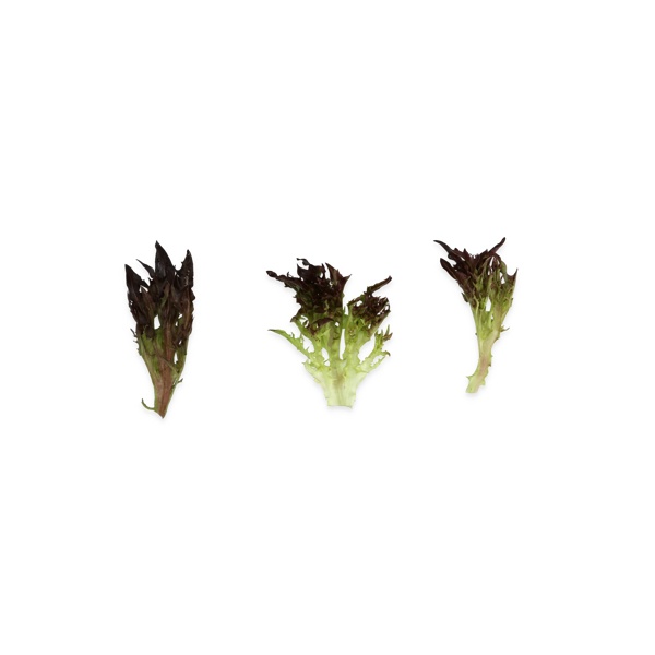 Salanova® PAMEX RZ (79-965) Knox™ - Lettuce | Rijk Zwaan