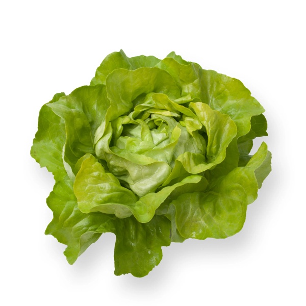 Lettuce Seeds | Butterhead | SANTORO RZ | Rijk Zwaan