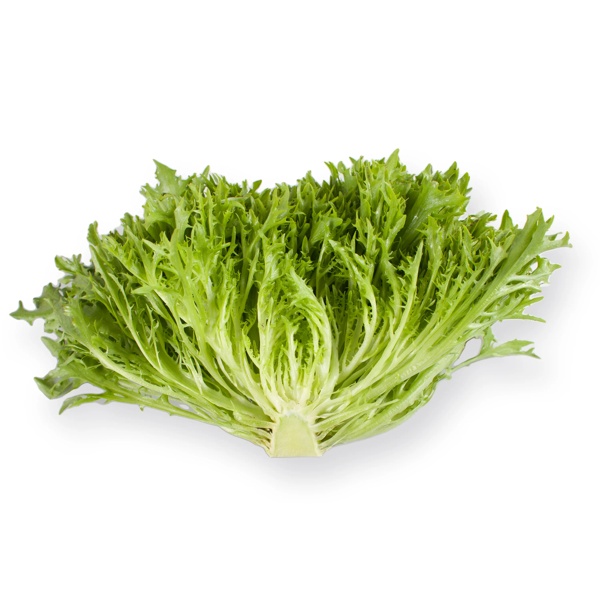 Salanova® EXCITE RZ (79-33) - Lettuce | Rijk Zwaan