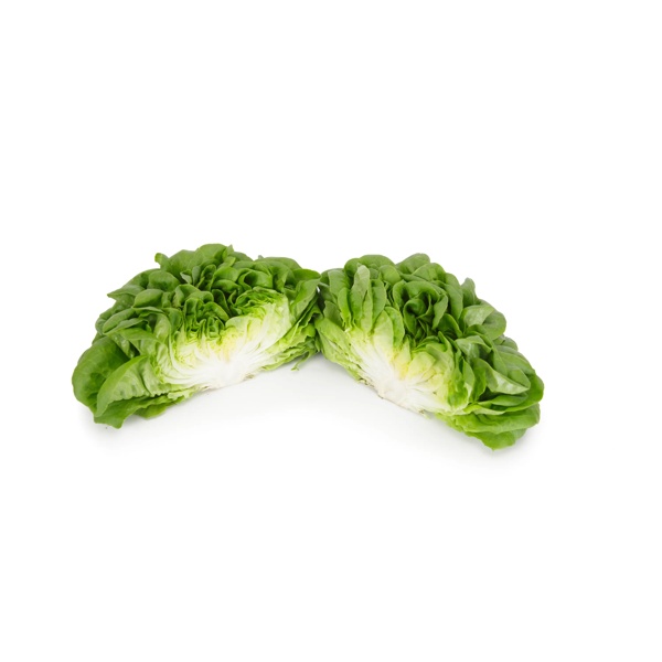 Salanova® HILBERT RZ (79-150) - Lettuce | Rijk Zwaan