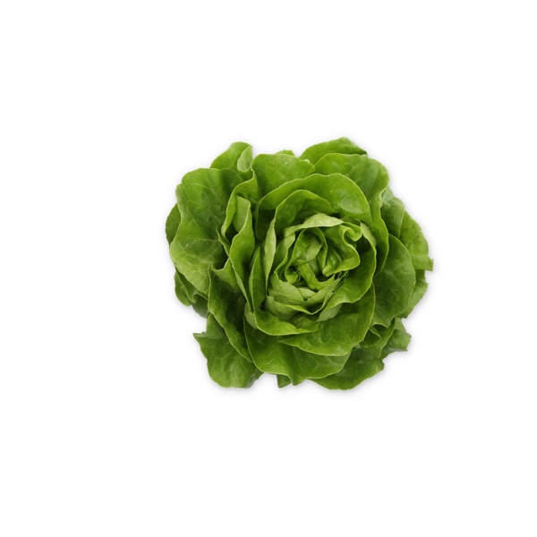 SWANTRIA RZ - Lettuce | Rijk Zwaan Canada