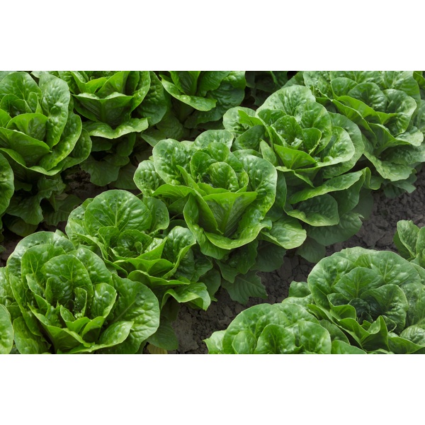 Rijk Zwaan Seeds | Lettuce | Midi cos | Claudius RZ | Rijk Zwaan