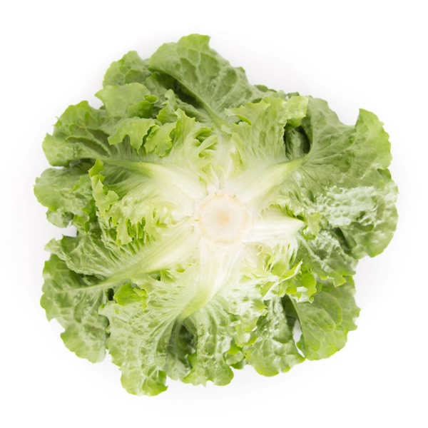 CONVERSION RZ | Batavia lettuce | Vegetable seeds | Rijk Zwaan