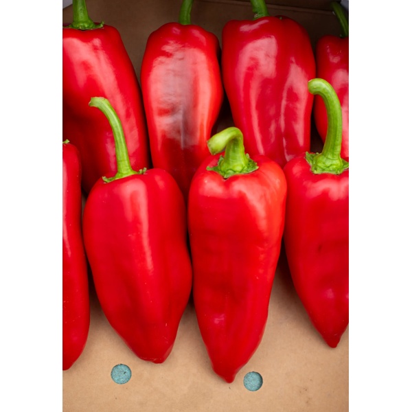 Kápia paprika mag | ATTRACTICA RZ F1 - Paprika | Rijk Zwaan