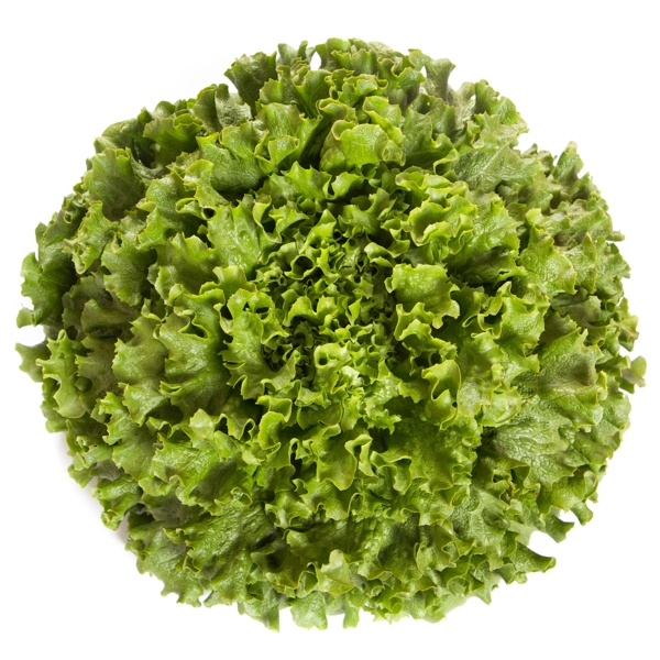 STATION RZ | Batavia lettuce | Vegetable seeds | Rijk Zwaan