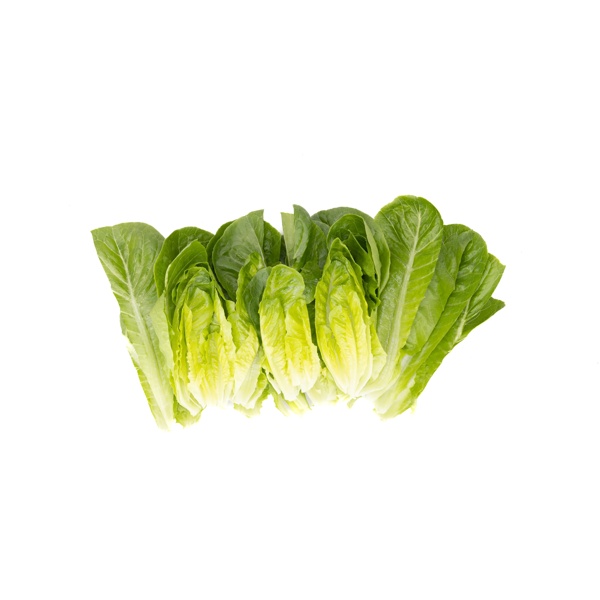 RABELLO RZ | Lettuce | Vegetable seeds | Rijk Zwaan