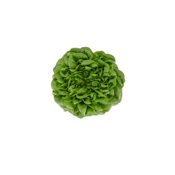 Salanova® HILBERT RZ (79-150) - Lettuce | Rijk Zwaan