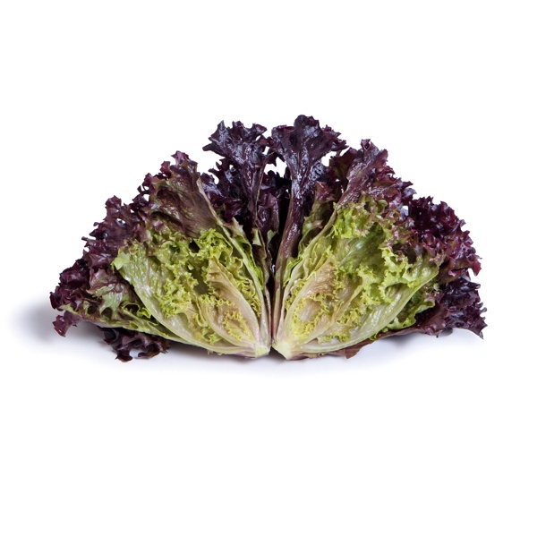 SUNGARI RZ | Crystal lettuce | Vegetable seeds | Rijk Zwaan