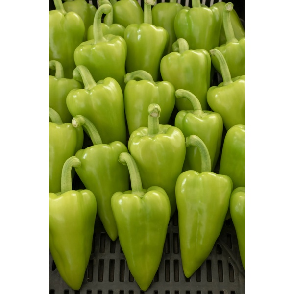 Édes paprika mag | Tv paprika | édes | TOPGEAR RZ F1 | Rijk Zwaan ...