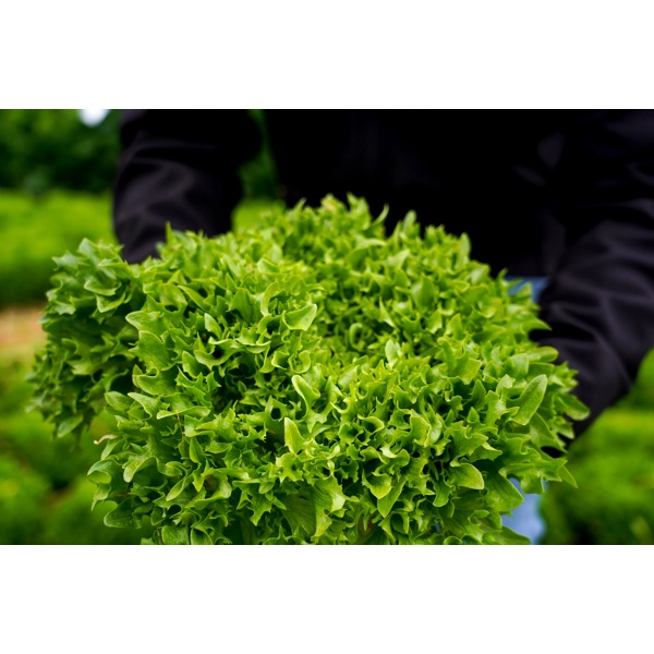 EXFRAME RZ | LETTUCE SEEDS | CRISP GREEN | INCISED LEAF | Rijk Zwaan
