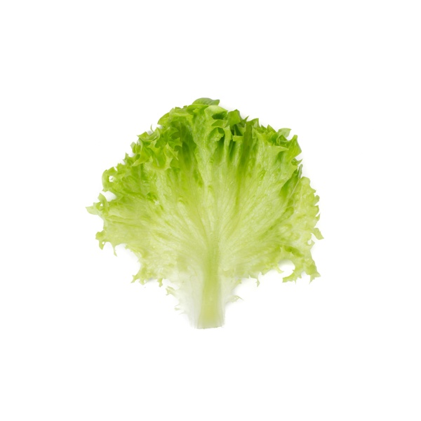 LIMAMBO RZ | Leaf lettuce | Vegetable seeds | Rijk Zwaan Canada
